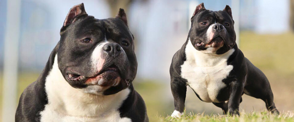 European Bully Kennel Club