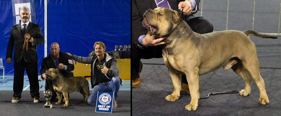 European Bully Kennel Club — The International Bull Breed Dog Registry ...